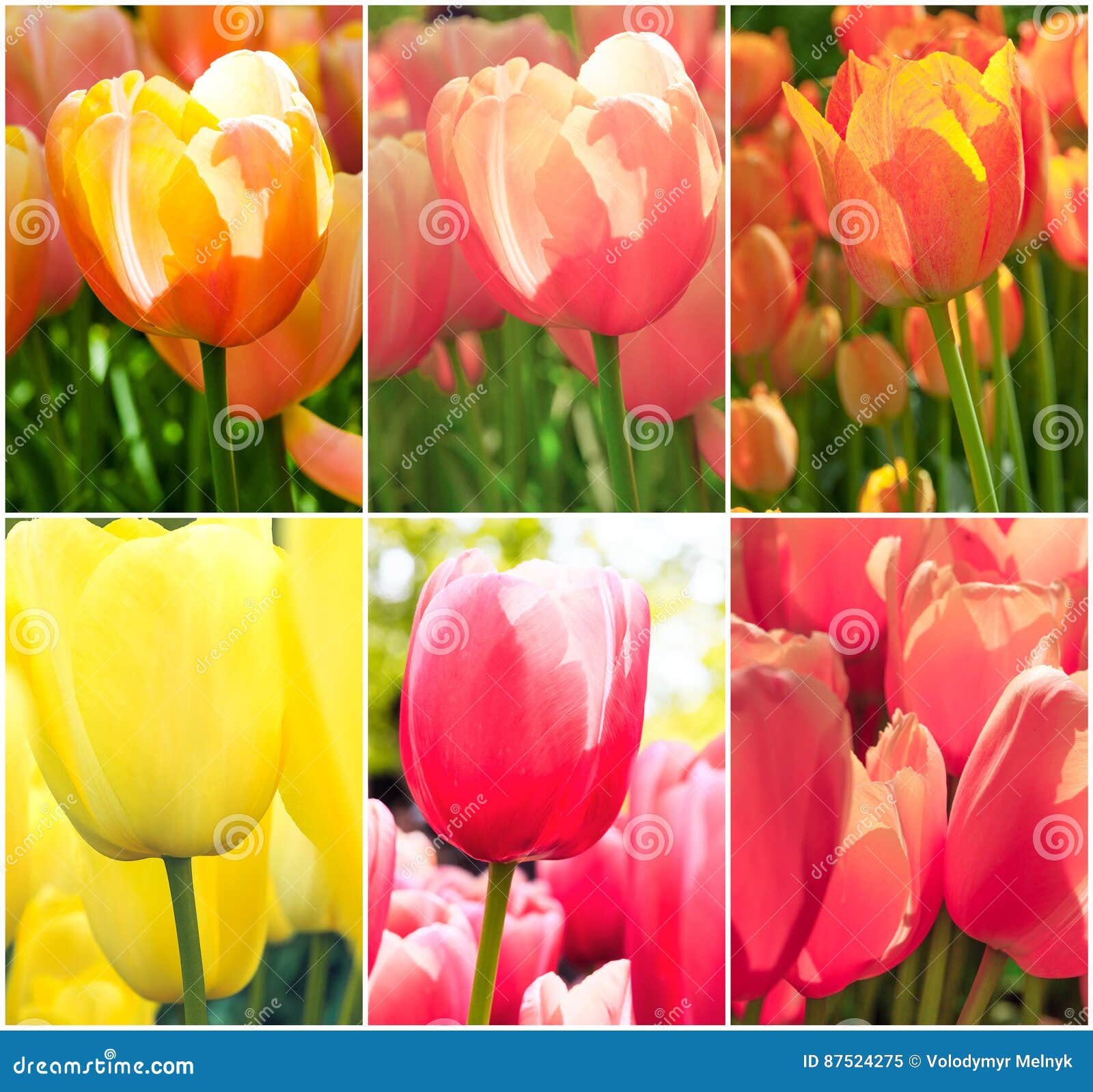 Tulip Fields Collage of Different Tulips Stock Image - Image of grow ...
