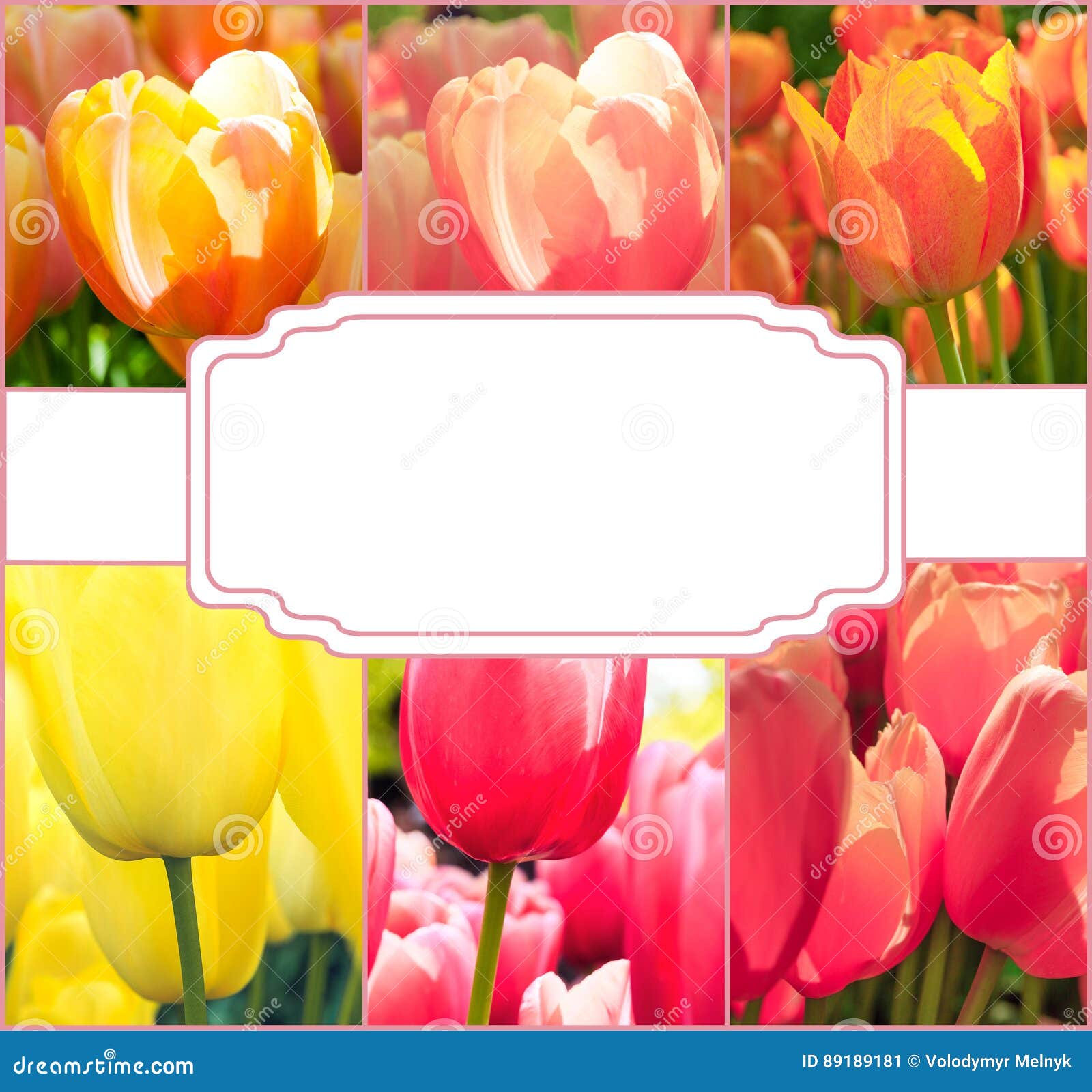 Tulip Fields Collage of Different Tulips Stock Image - Image of nature ...