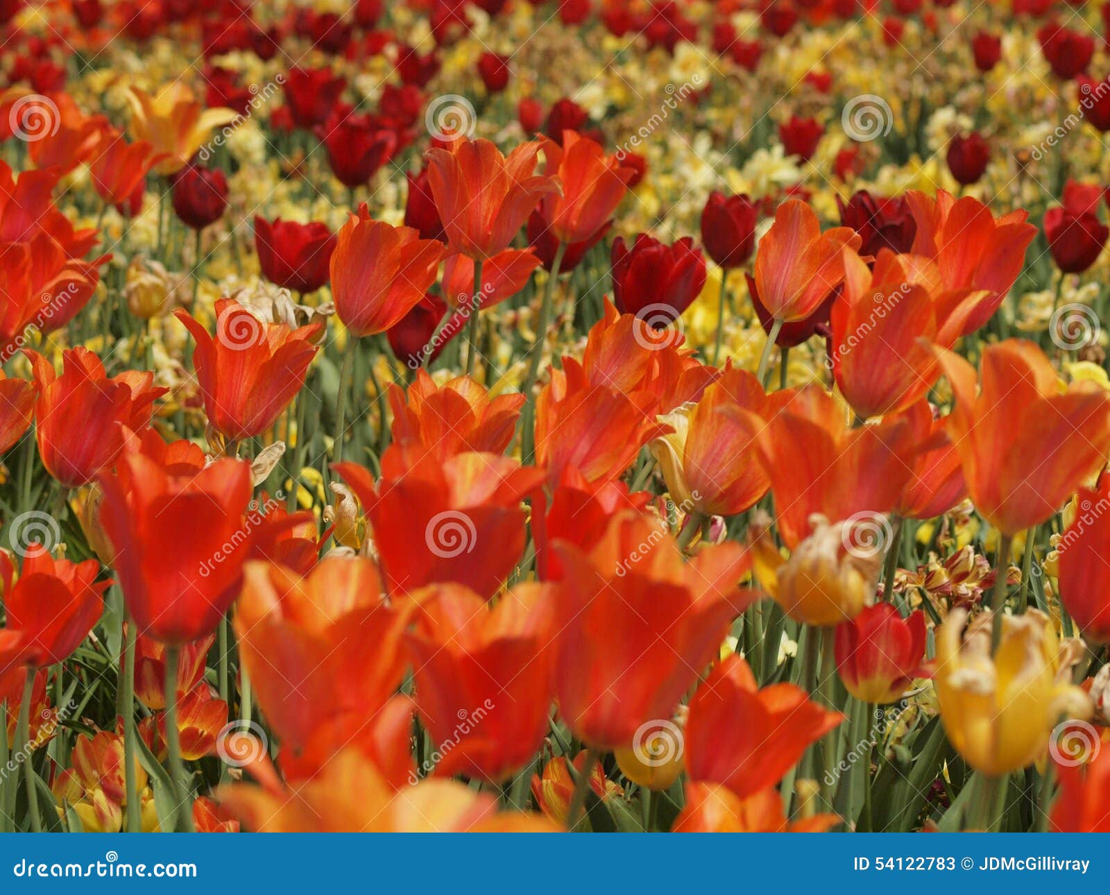 Tulip Fields stock image. Image of field, dallas, texas - 54122783