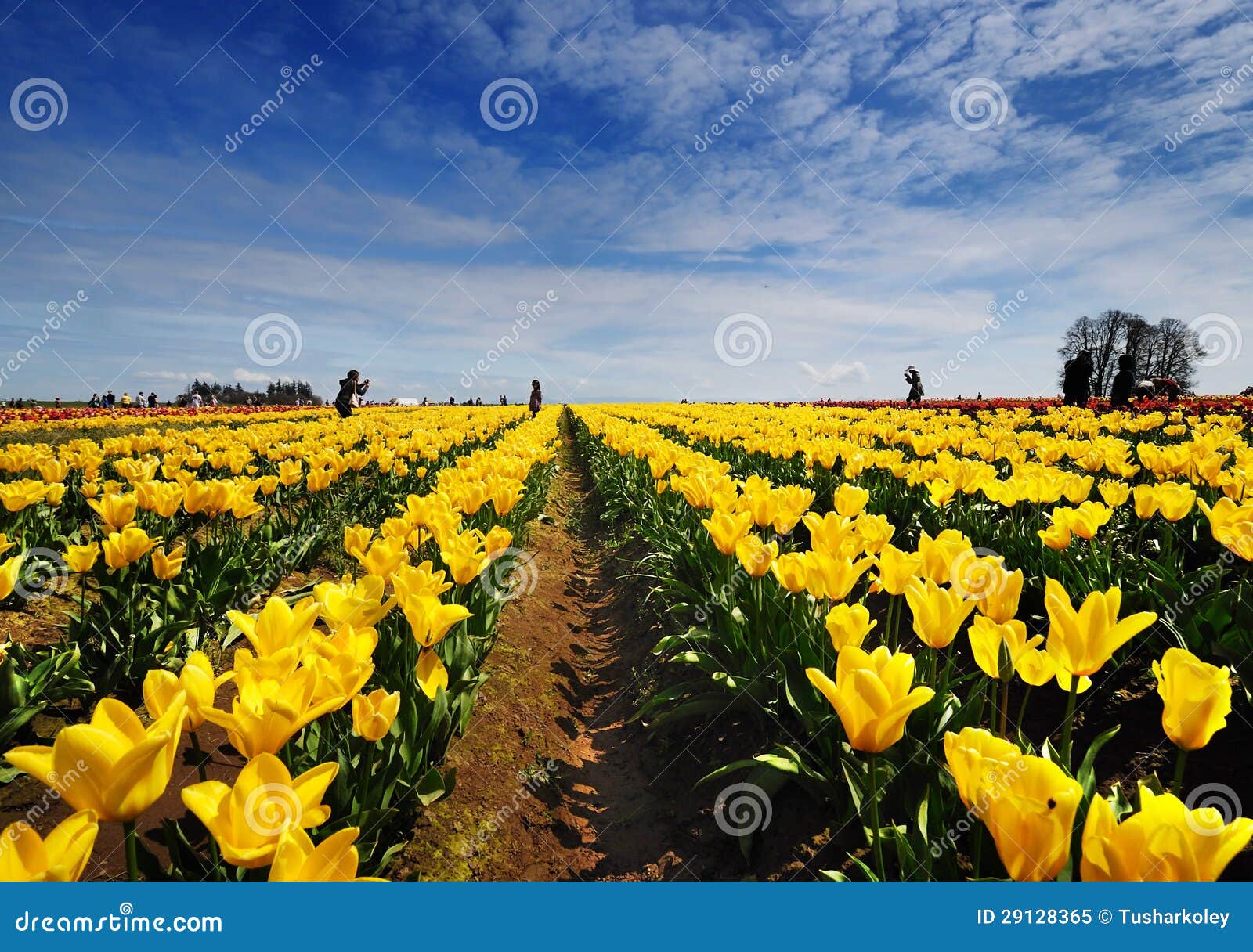 The Tulip Fields of Oregon stock image. Image of grass - 29128365