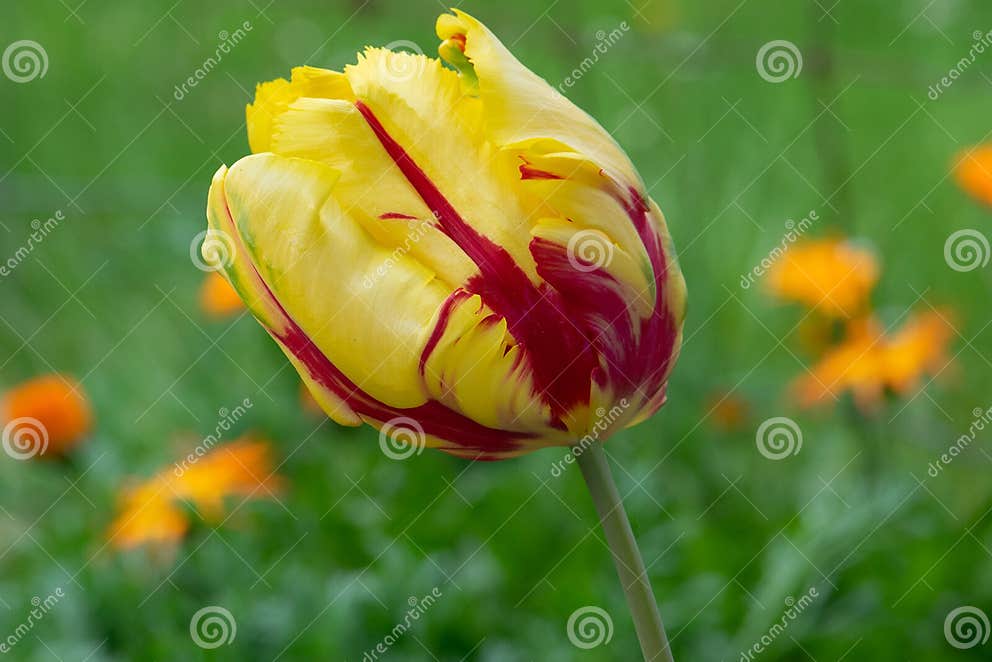 Yellow and Red Tulip Flame Flower Stock Photo - Image of nature ...