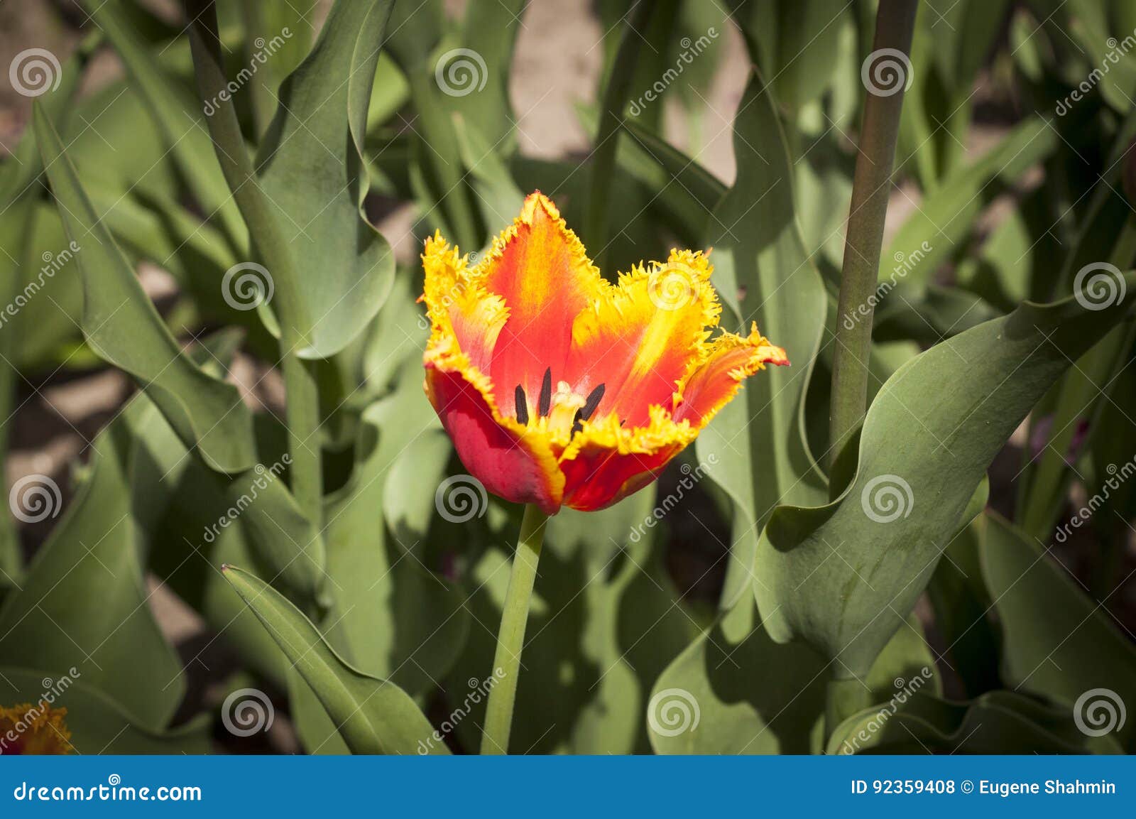 Tulip stock photo. Image of macro, flame, flower, nature - 92359408