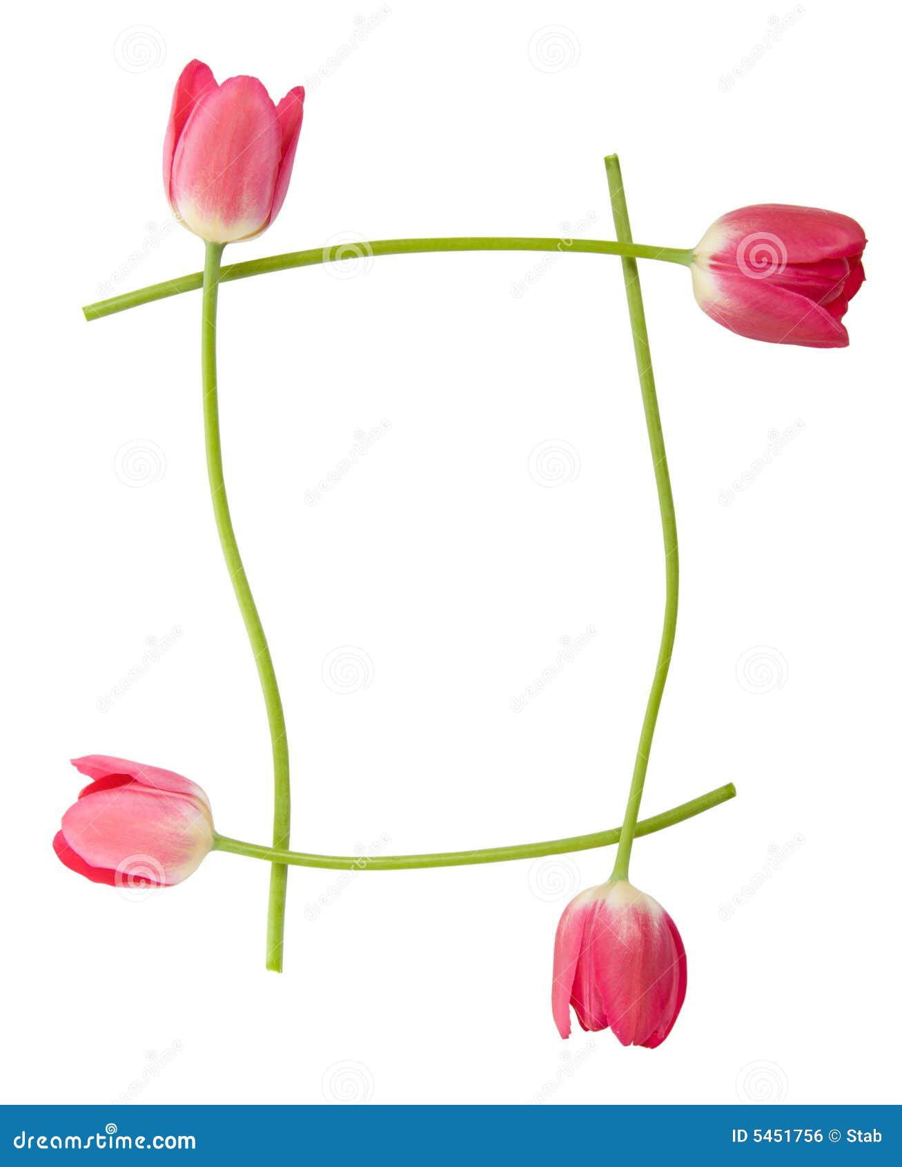 Tulip floral border stock photo. Image of green, frame - 5451756