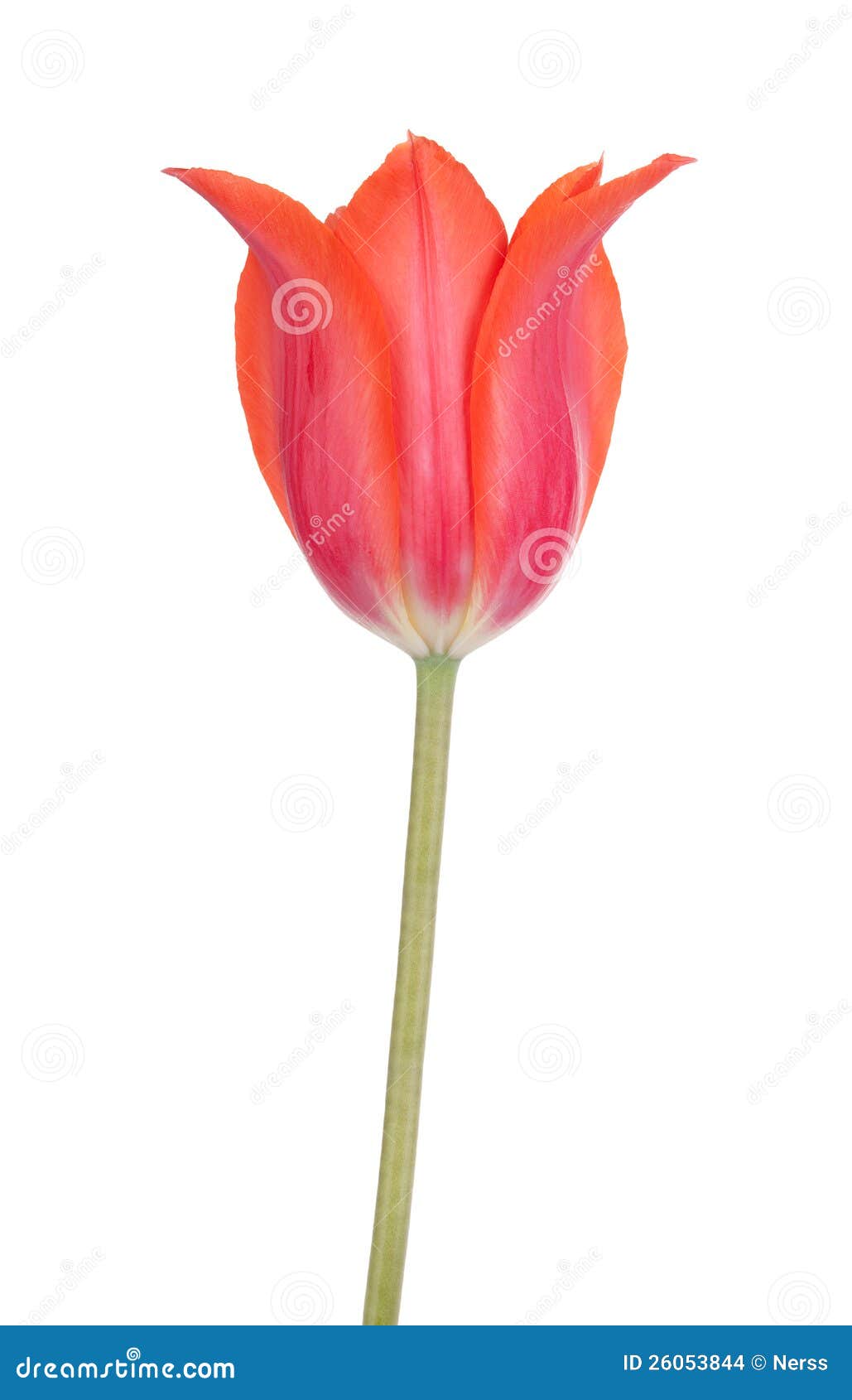 Tulpan Flower Photos - Free & Royalty-Free Stock Photos from Dreamstime