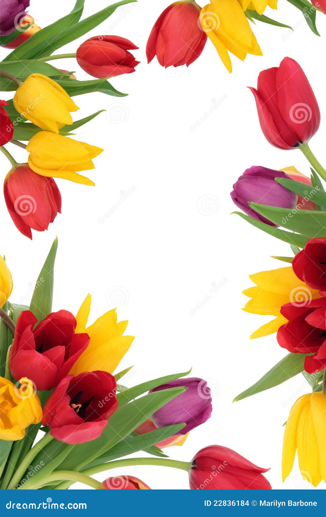 Tulip Flower Border stock photo. Image of easter, beauty - 22836184