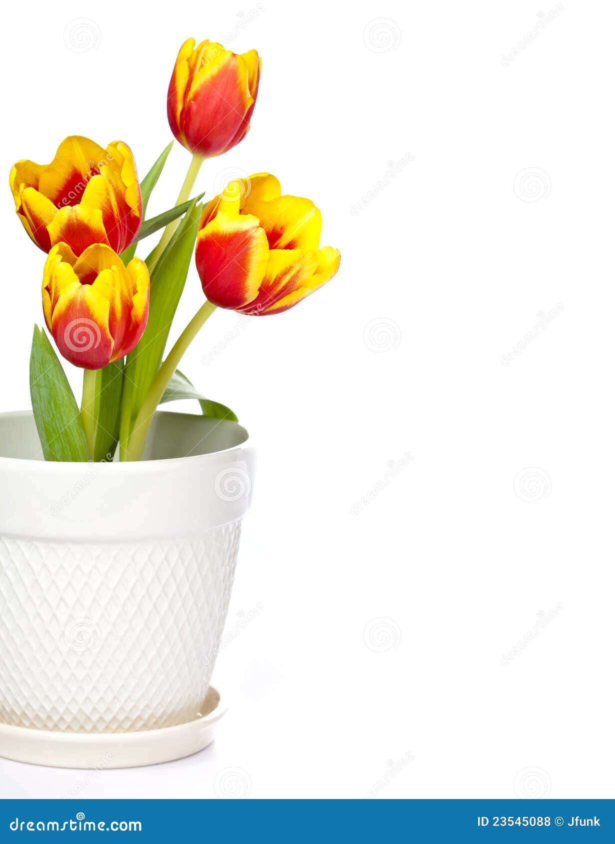 Tulip Flower Border Royalty Free Stock Photos - Image: 23545088