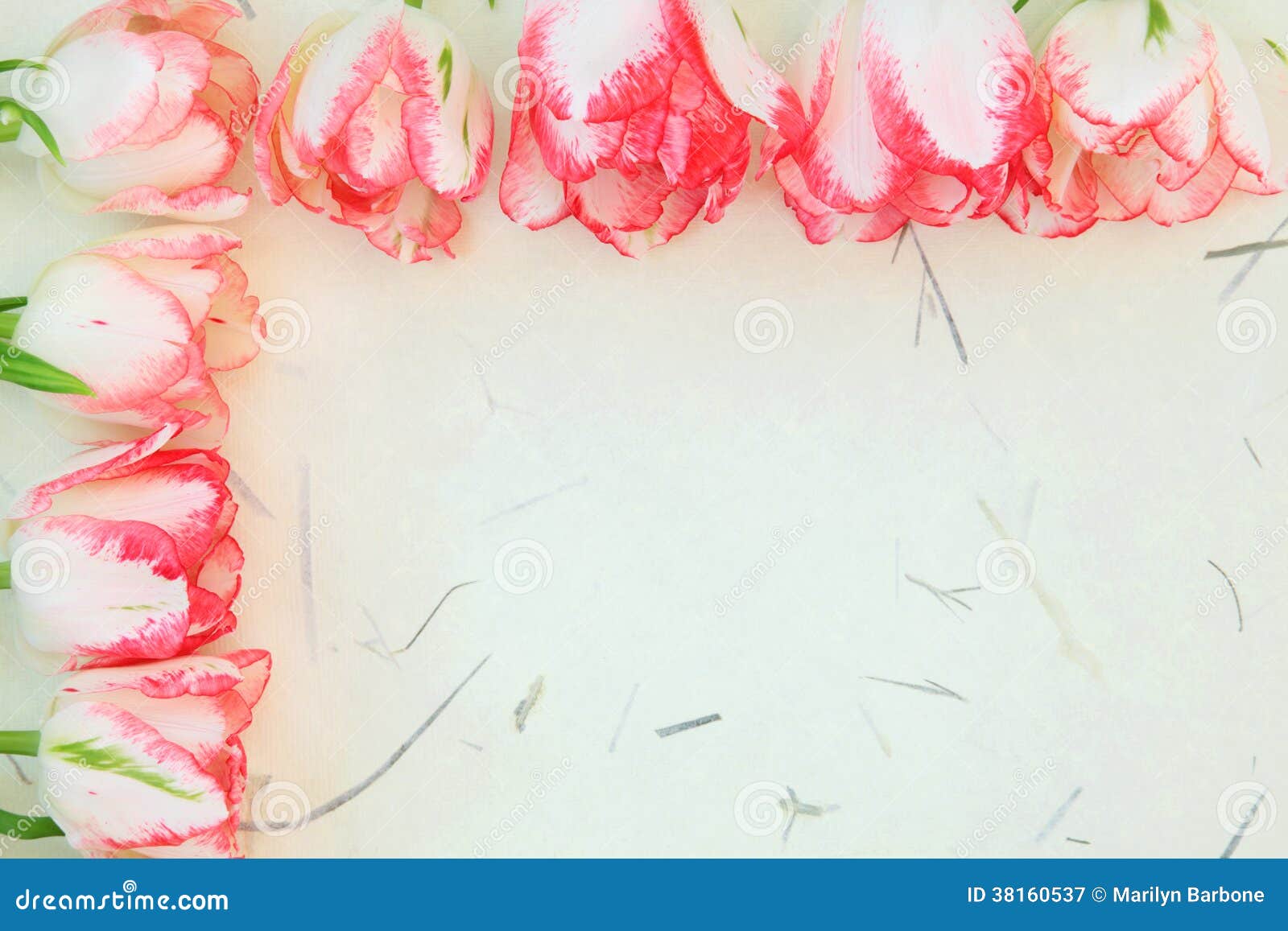 Tulip Flower Border stock image. Image of abstract, cream - 38160537