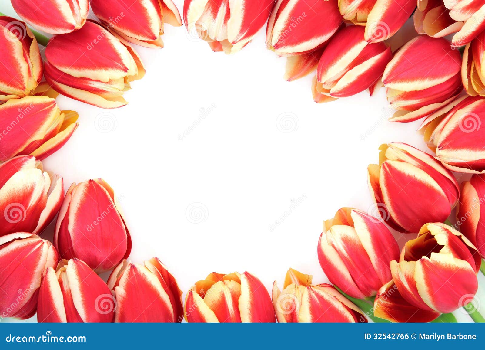 Tulip Flower Border stock photo. Image of mothers, spring - 32542766