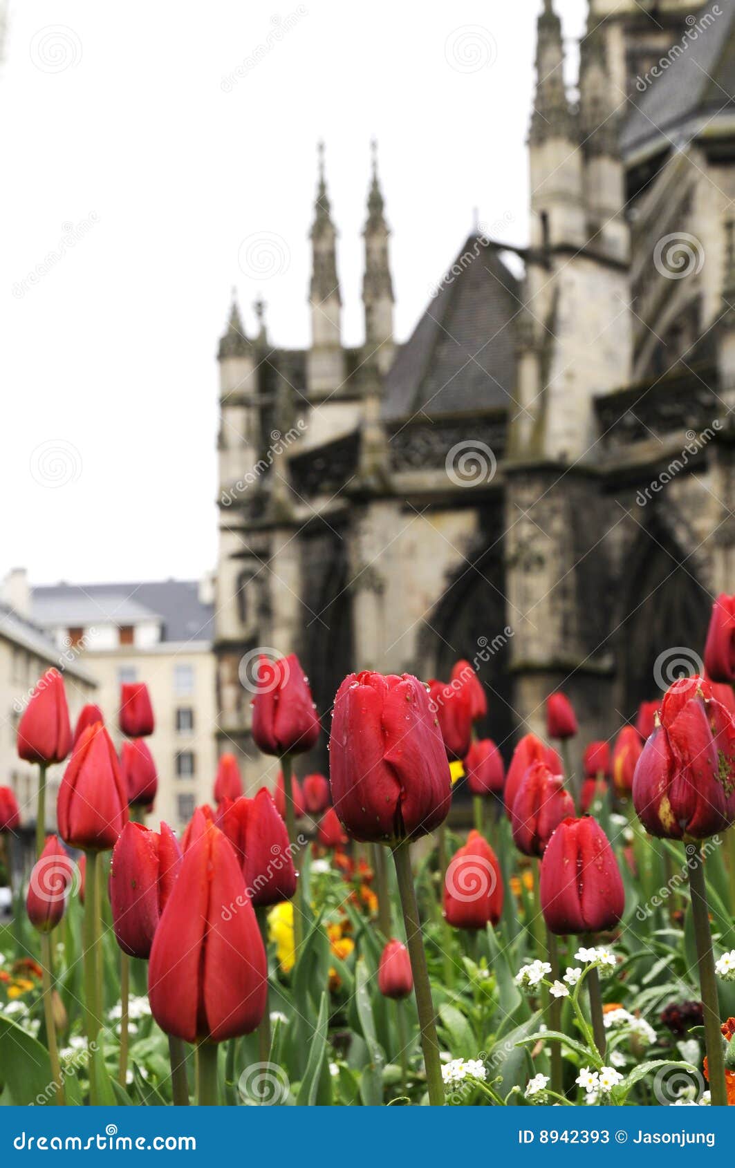 Tulip Flower and the Church Stock Image - Image of garden, religion ...