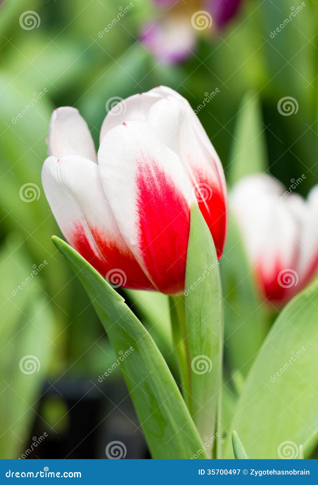 Tulip Flower. stock image. Image of background, herb - 35700497