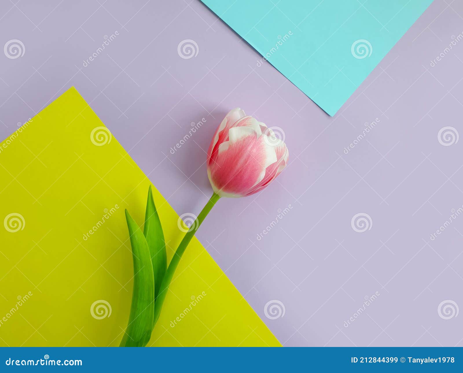 Tulip Flower a Colored Background, Creative Present Stock Image - Image ...