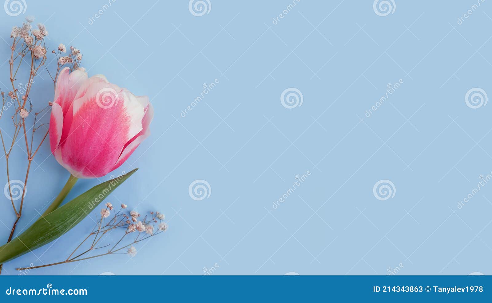 Tulip Flower on a Colored Background March Postcard Stock Image - Image ...
