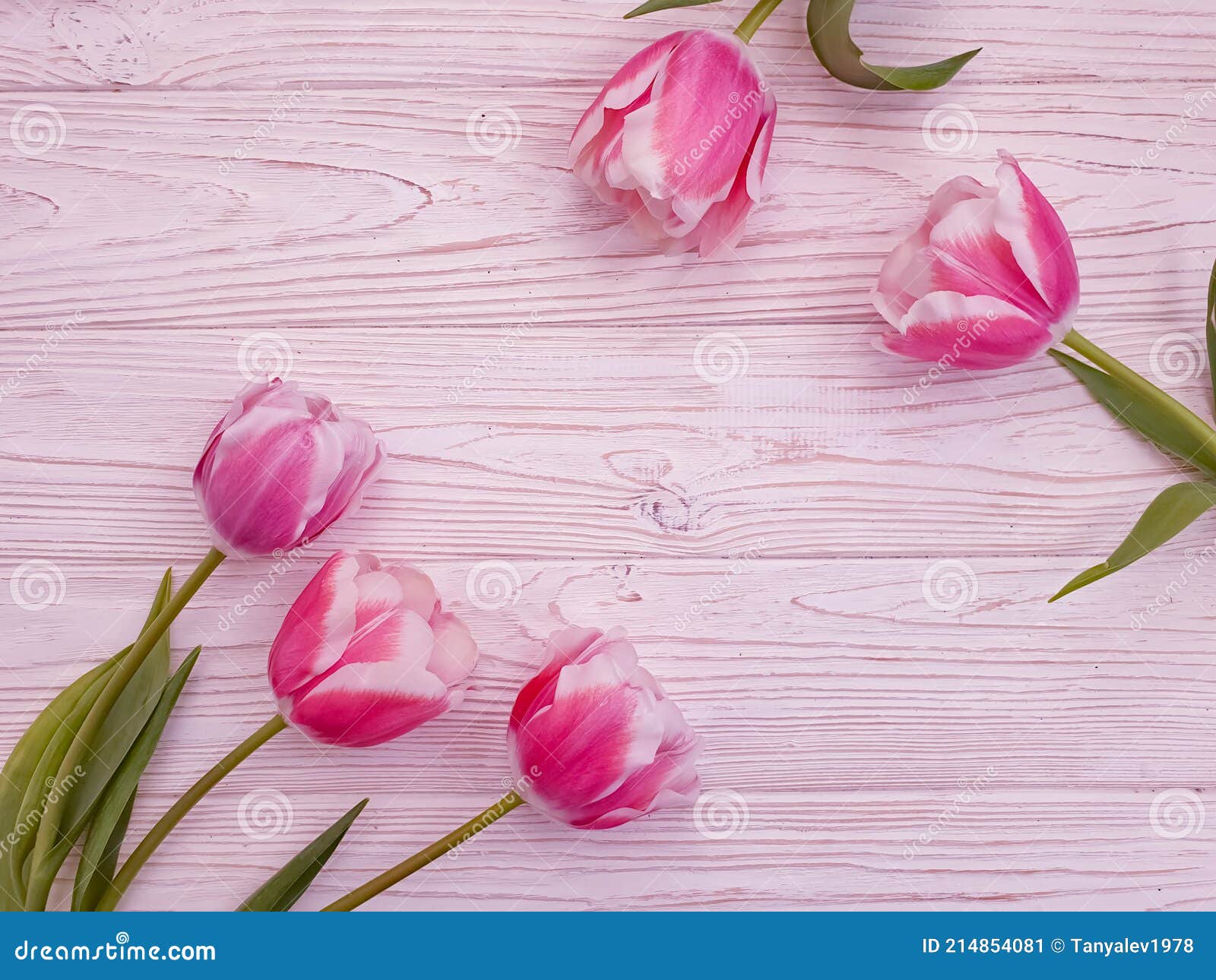 Tulip Flower on a Colored Background Trend Stock Image - Image of love ...