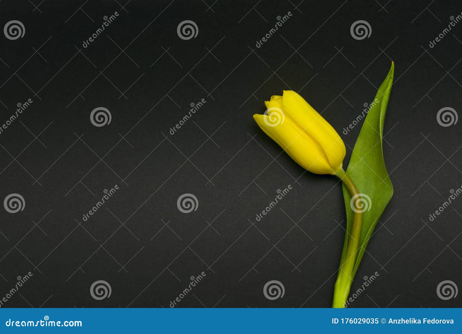A Tulip Flower on a Dark Background. a Condolence Card. Empty Space for ...