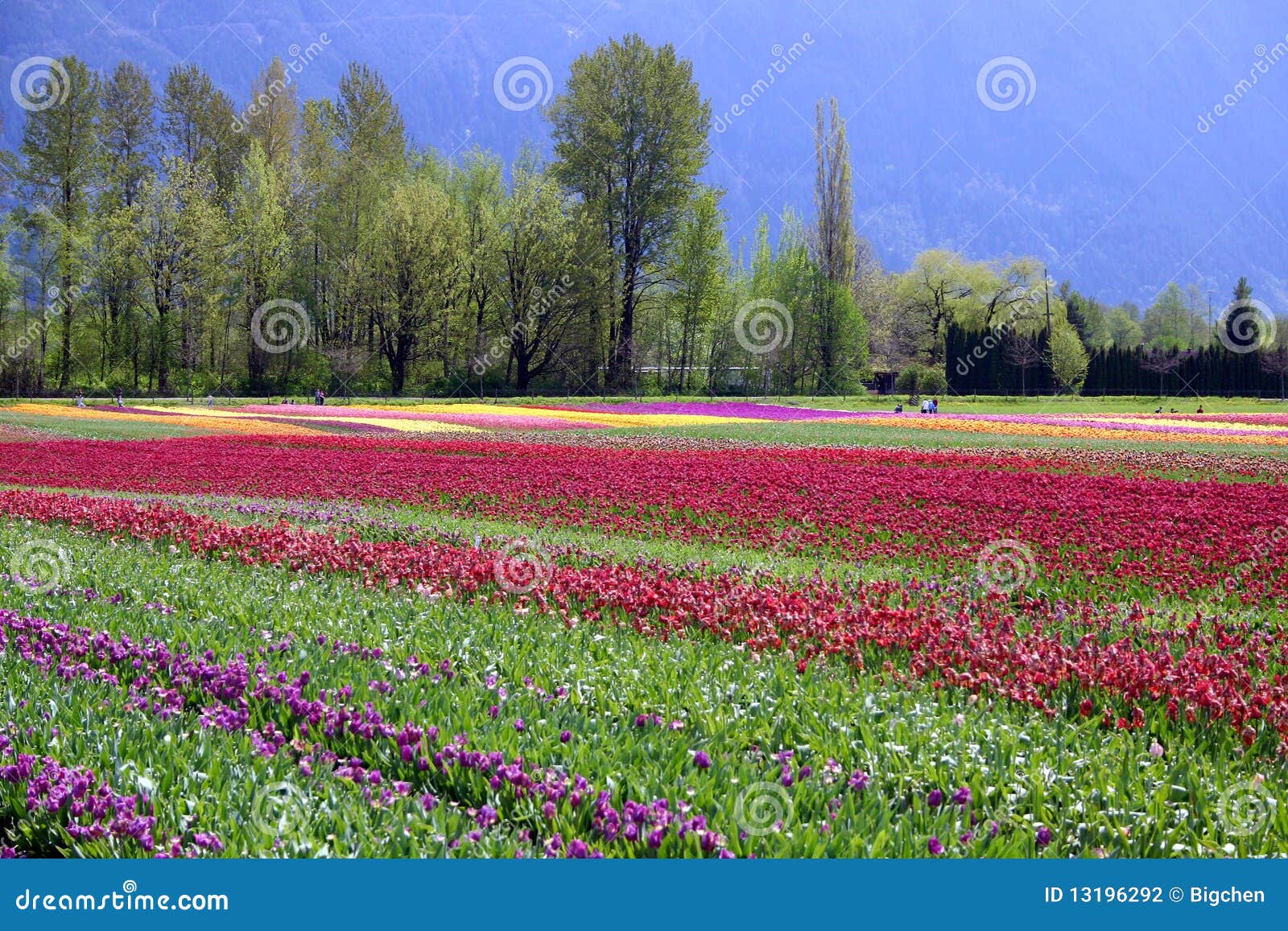 Tulip flower farm stock photo. Image of field, season - 13196292