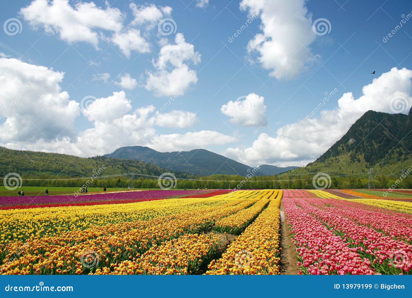 Tulip flower farm stock image. Image of fraser, flower - 13979199