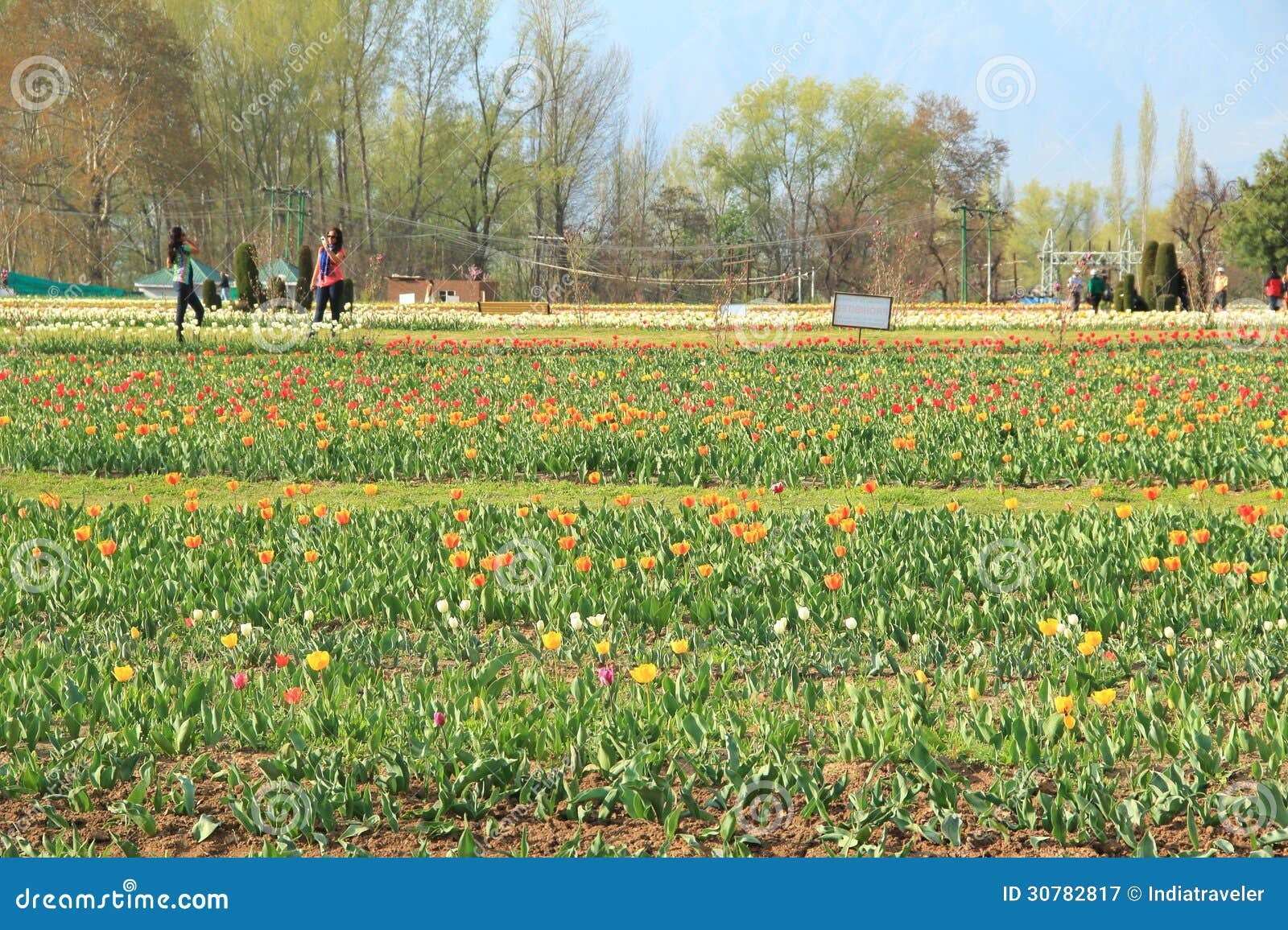 Tulip Flower Field in Kashmir. Editorial Photography - Image of flower ...