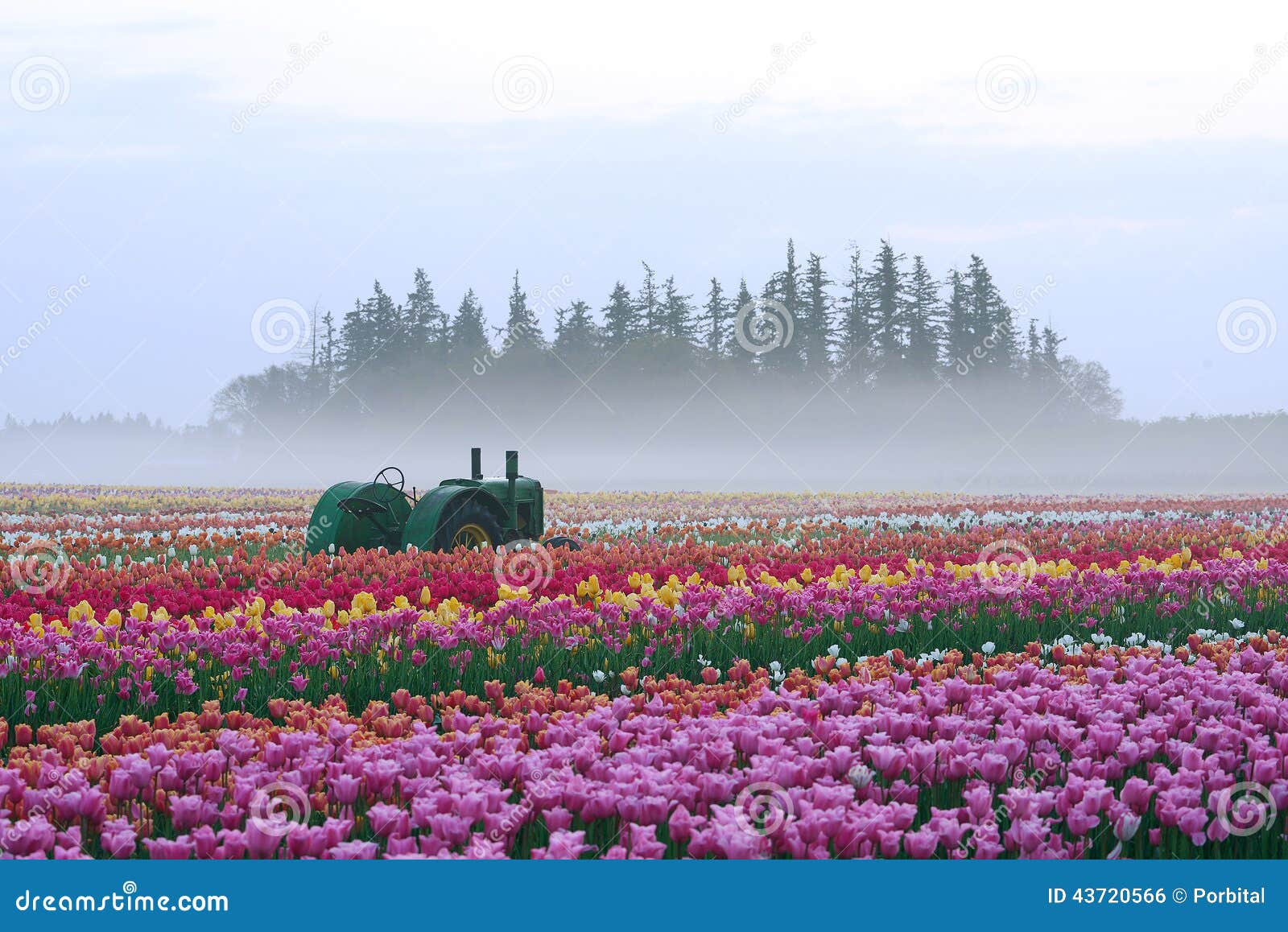 Tulip flower stock photo. Image of oregon, tulip, field - 43720566