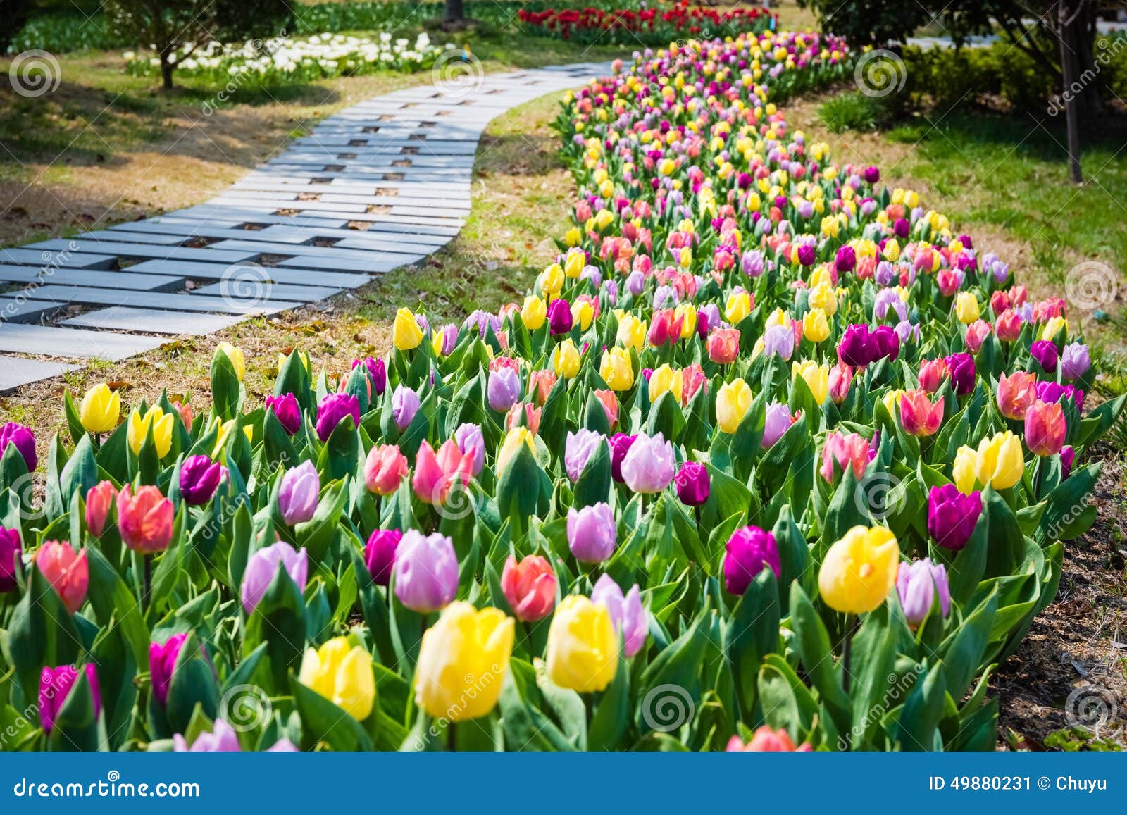 Tulip Flower Field in Spring Stock Image - Image of green, nature: 49880231
