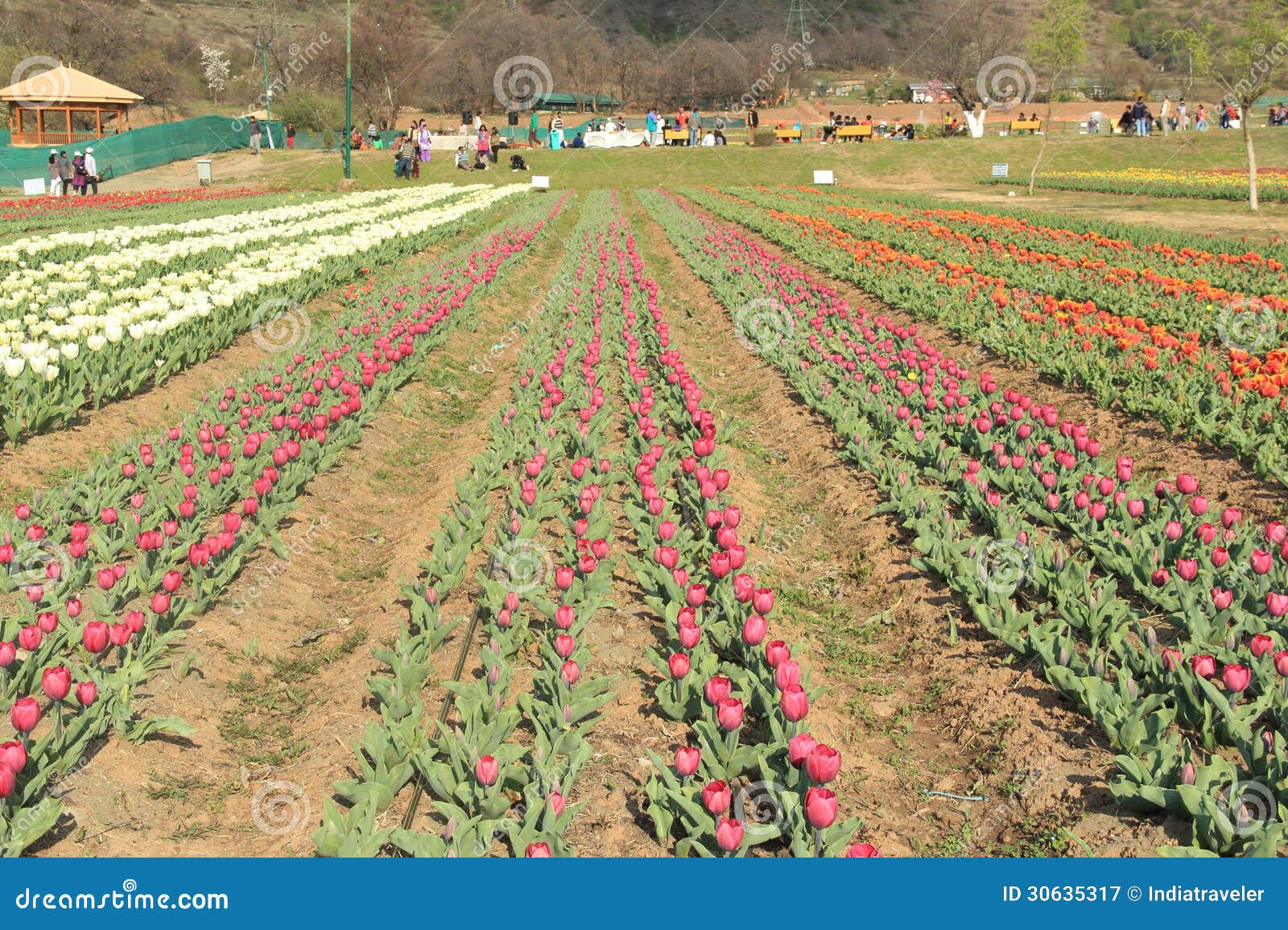 Tulip flower field. editorial photography. Image of love - 30635317
