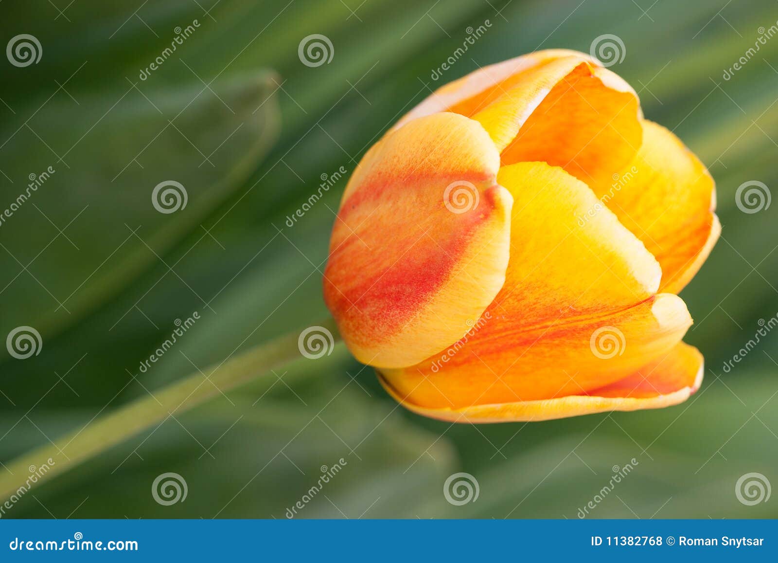 Tulip Flower of Freeman Variety Stock Photo - Image of plant ...