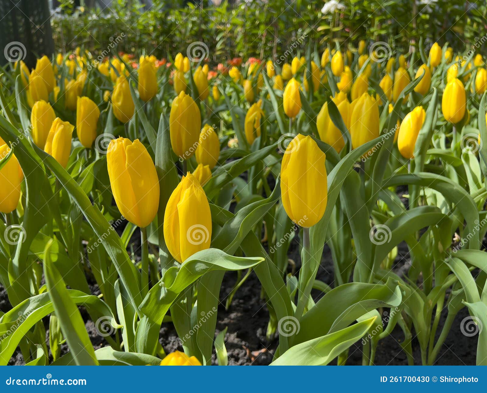 Tulip flower garden stock photo. Image of abundance - 261700430