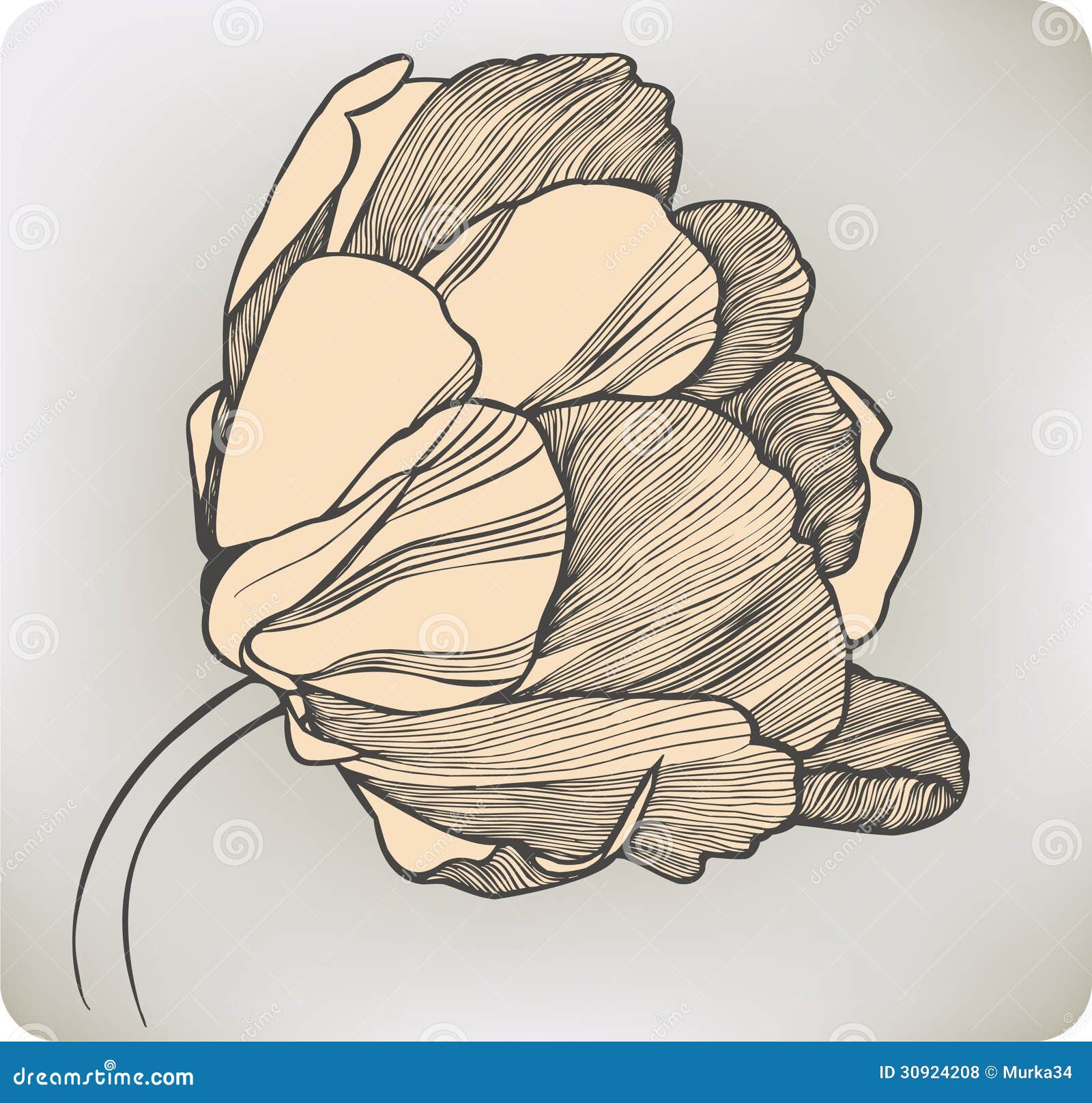 Tulip Flower, Hand-drawing. Vector Illustration. Stock Vector ...