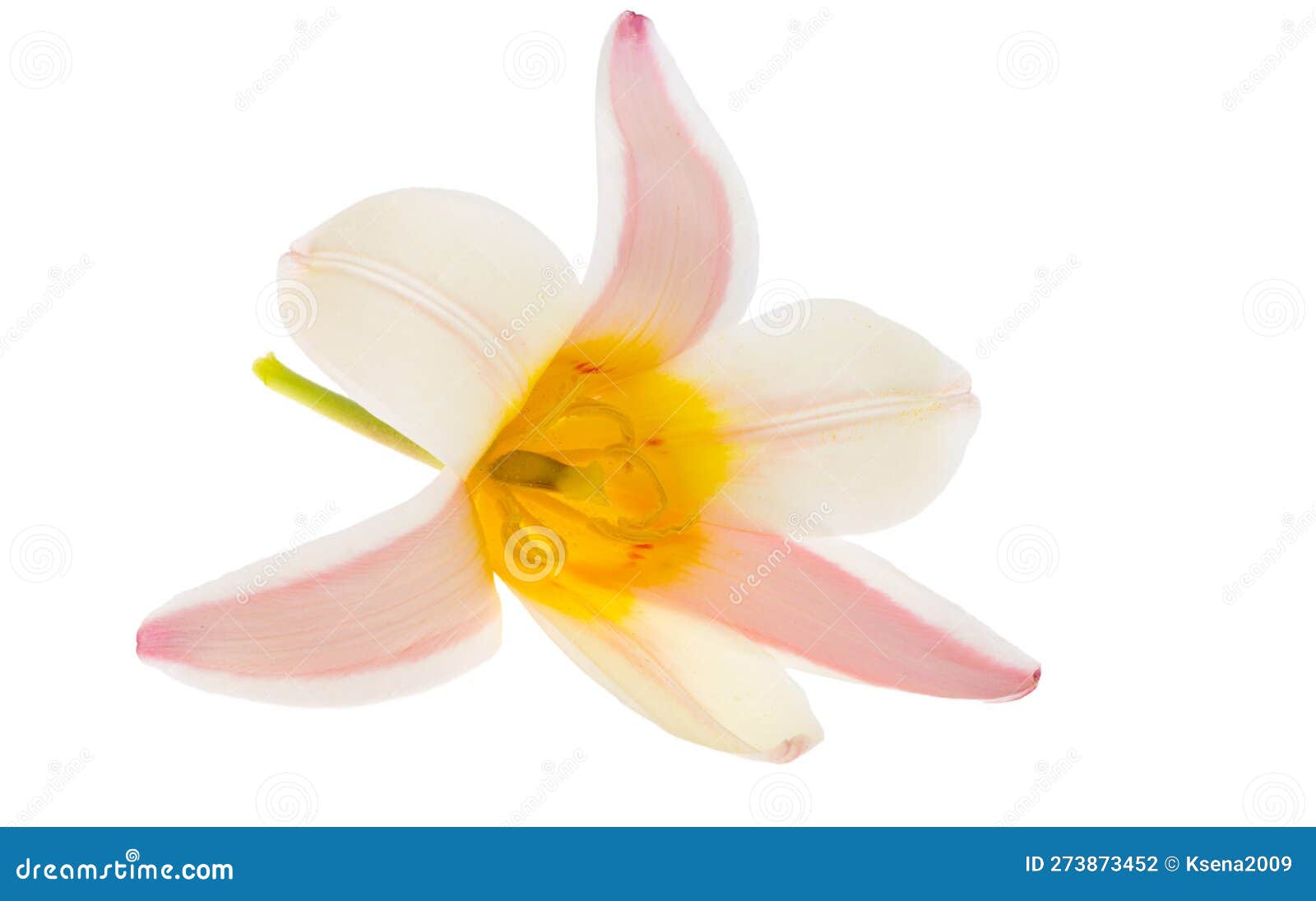 Tulip flower isolated stock photo. Image of single, flower - 273873452