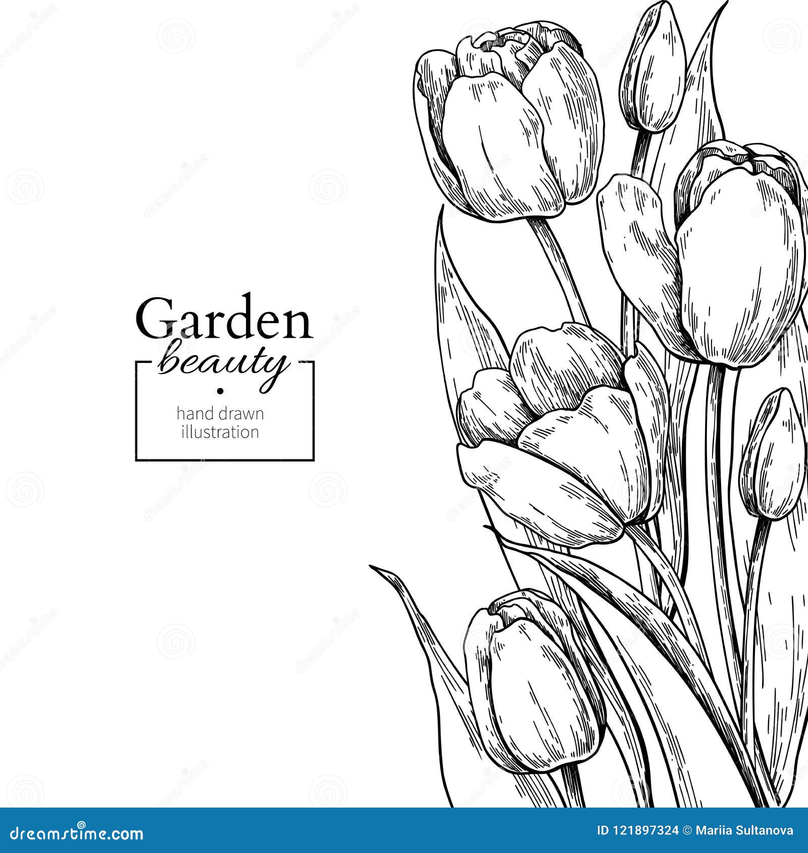 Tulip Flower and Leaves Drawing Border. Vector Hand Drawn Engraved ... Tulip Flower and Leaves Drawing Border. Vector Hand Drawn Engraved ...