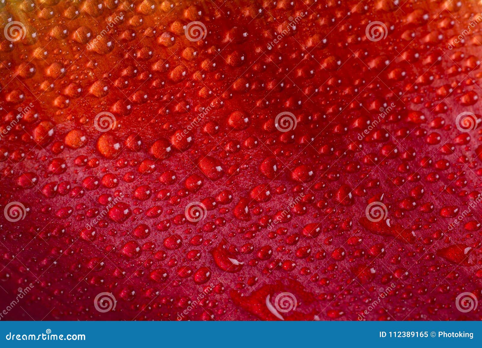 Tulip flower macro drop stock image. Image of flower - 112389165