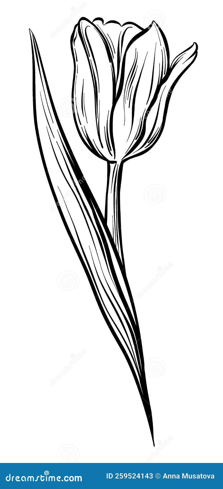 A Tulip Flower, One Standing. the Drawing is a Realistic Black and ...