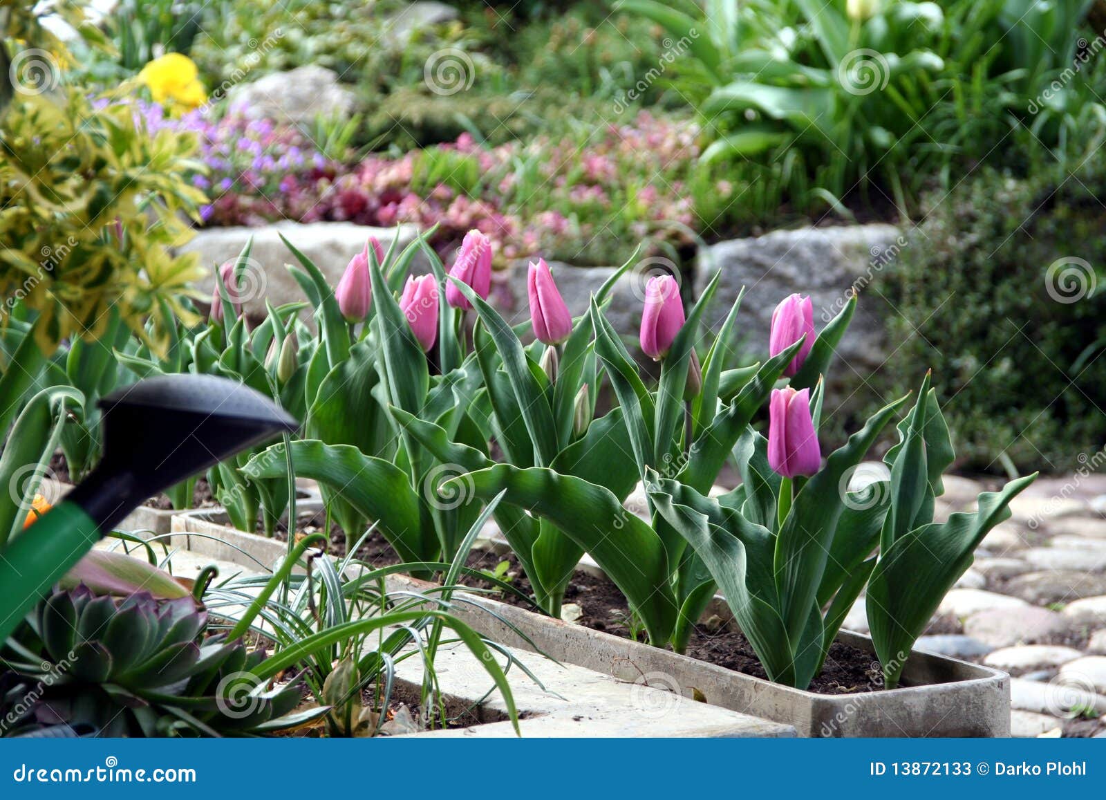 Tulip in the flower pot stock image. Image of springtime - 13872133