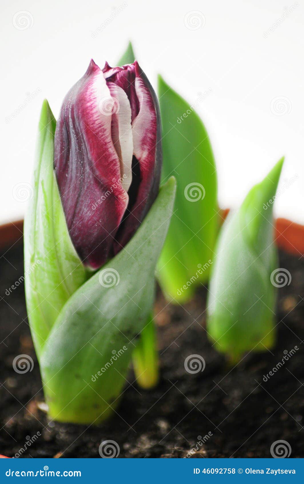 Tulip in a flower pot stock photo. Image of closeup, bloom - 46092758