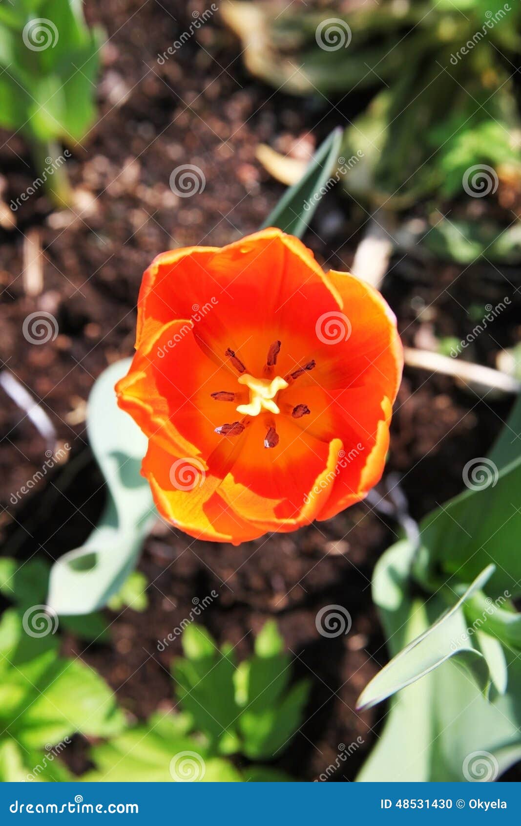 Tulip flower red, top view stock photo. Image of petals - 48531430