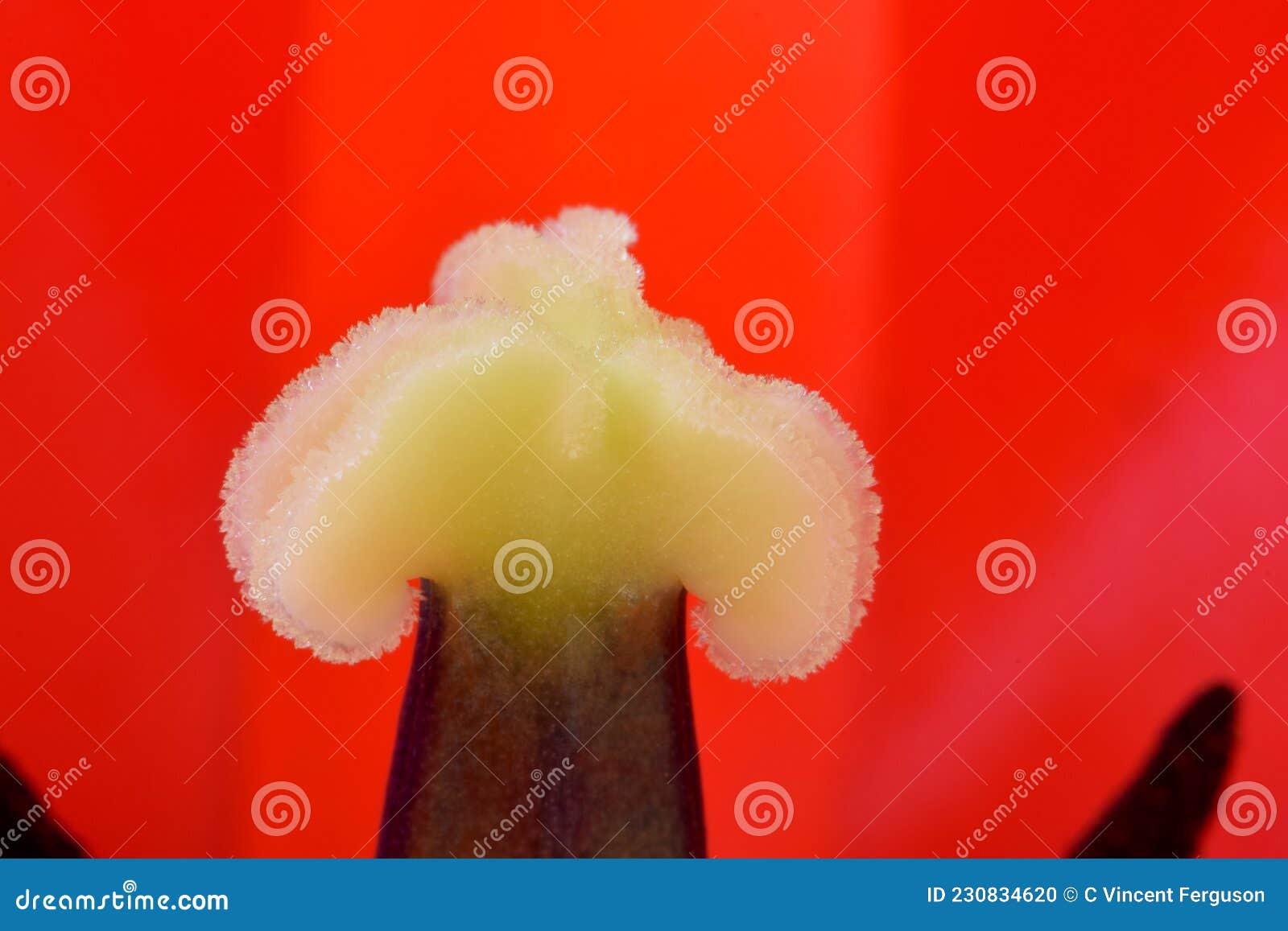 Tulip Flower Stigma 03 stock photo. Image of petal, stamen - 230834620