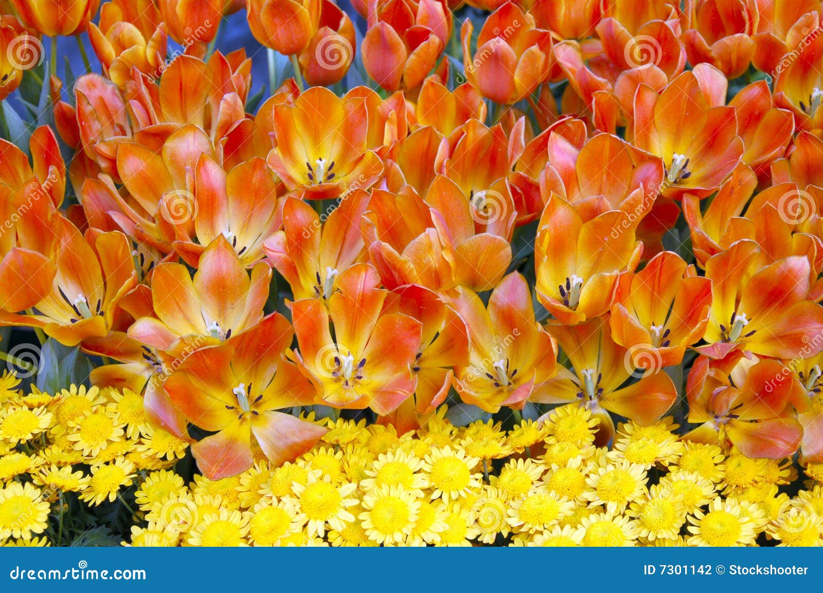 Pollination Tulip Stock Photography | CartoonDealer.com #69813740