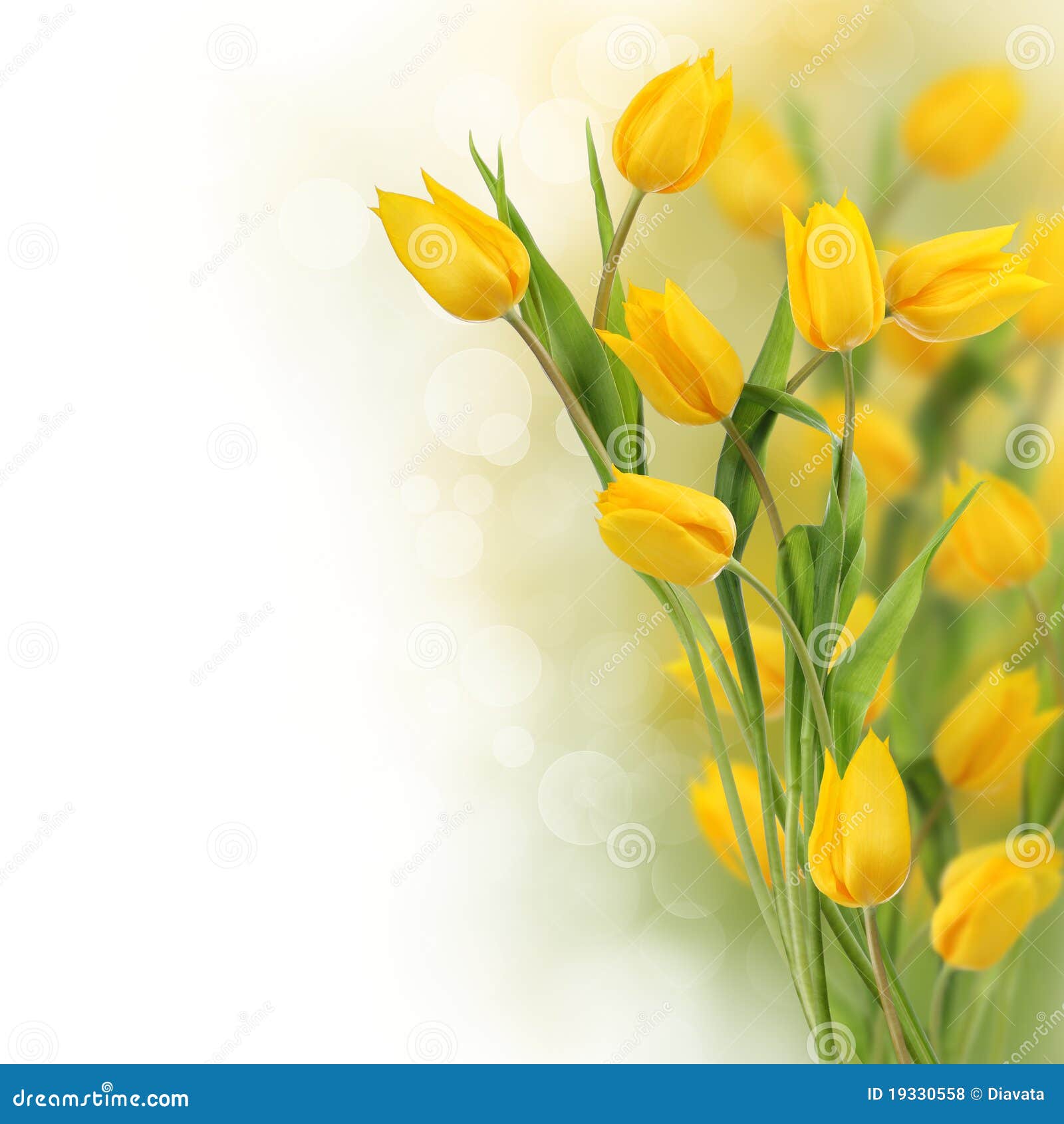 Tulip flowers border stock photo. Image of flower, flowers - 19330558 Tulip flowers border stock photo. Image of flower, flowers - 19330558