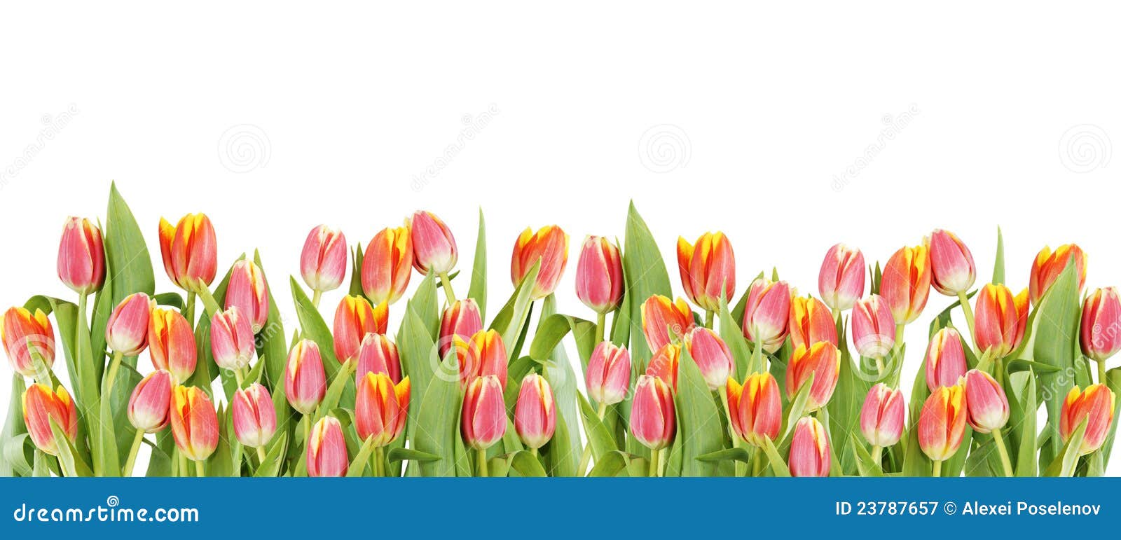 Tulip Flowers Border Over The White Royalty Free Stock Photography ...