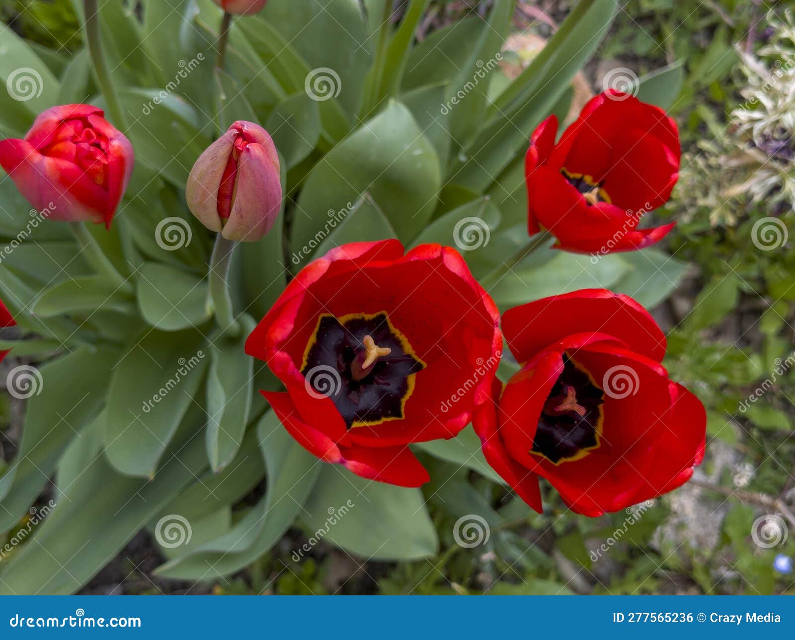Tulip Flowers Budding and Blooming in April Stock Photo - Image of ...