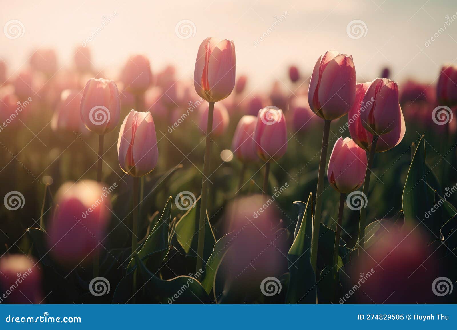 Tulip Flowers on the Field Professional Color Grading. Soft Shadows ...