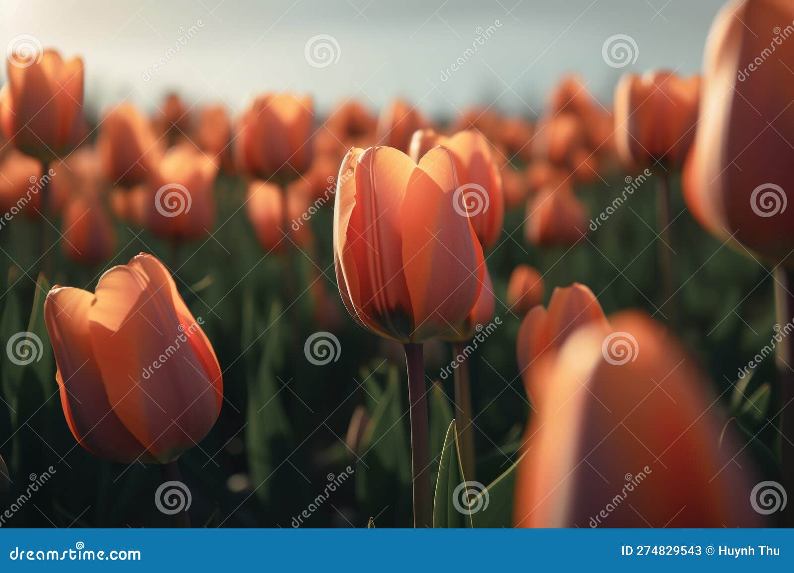 Tulip Flowers on the Field Professional Color Grading. Soft Shadows ...