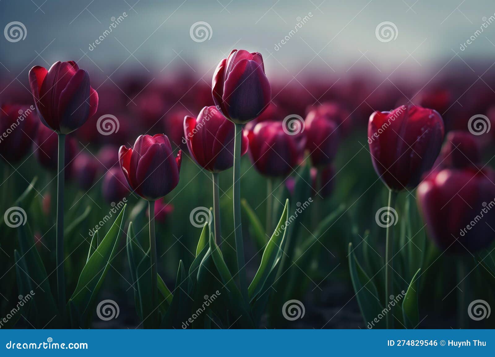 Tulip Flowers on the Field Professional Color Grading. Soft Shadows ...