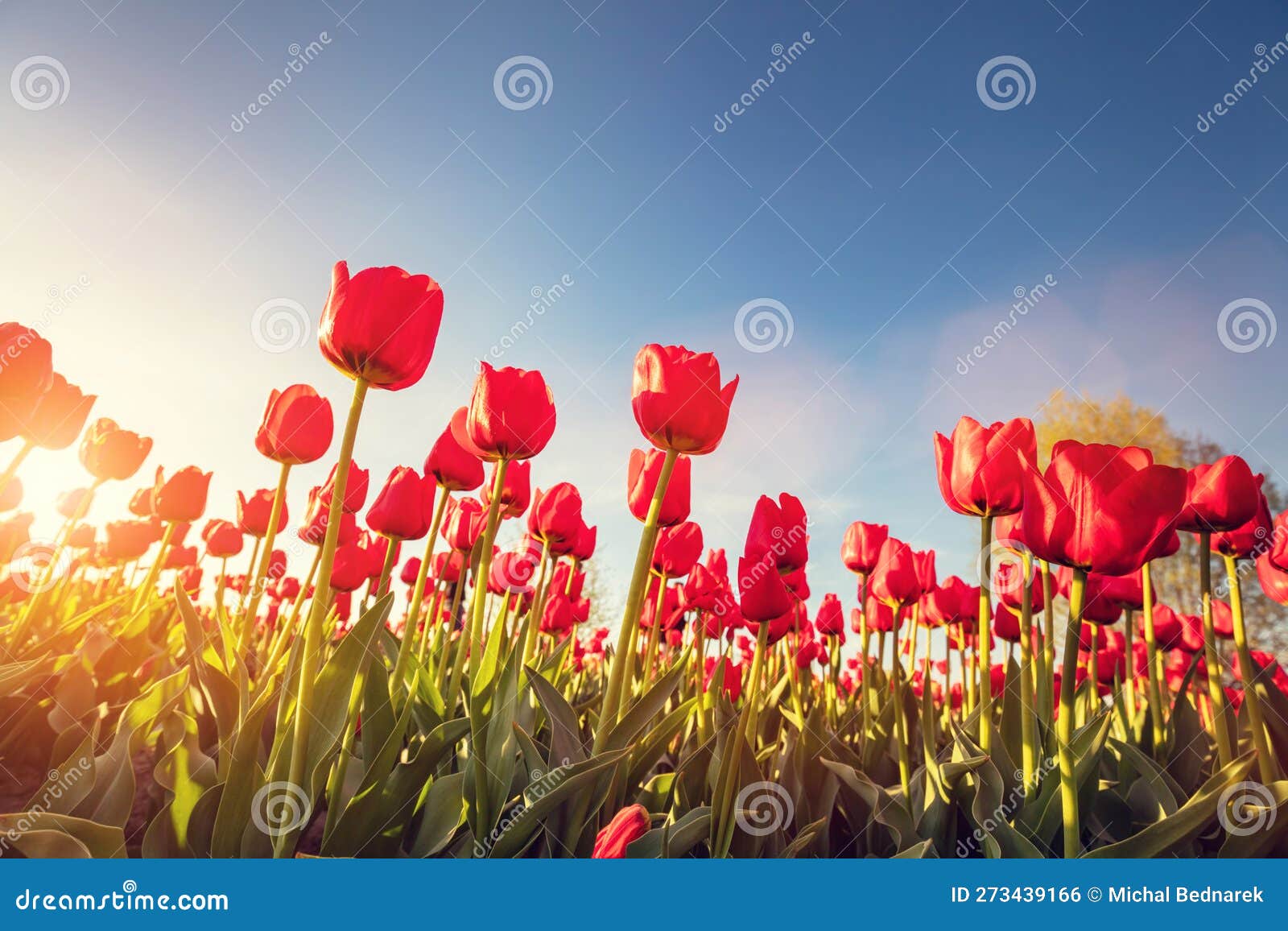 Tulip Flowers Field in Spring Blue Sky Stock Photo - Image of crop ...