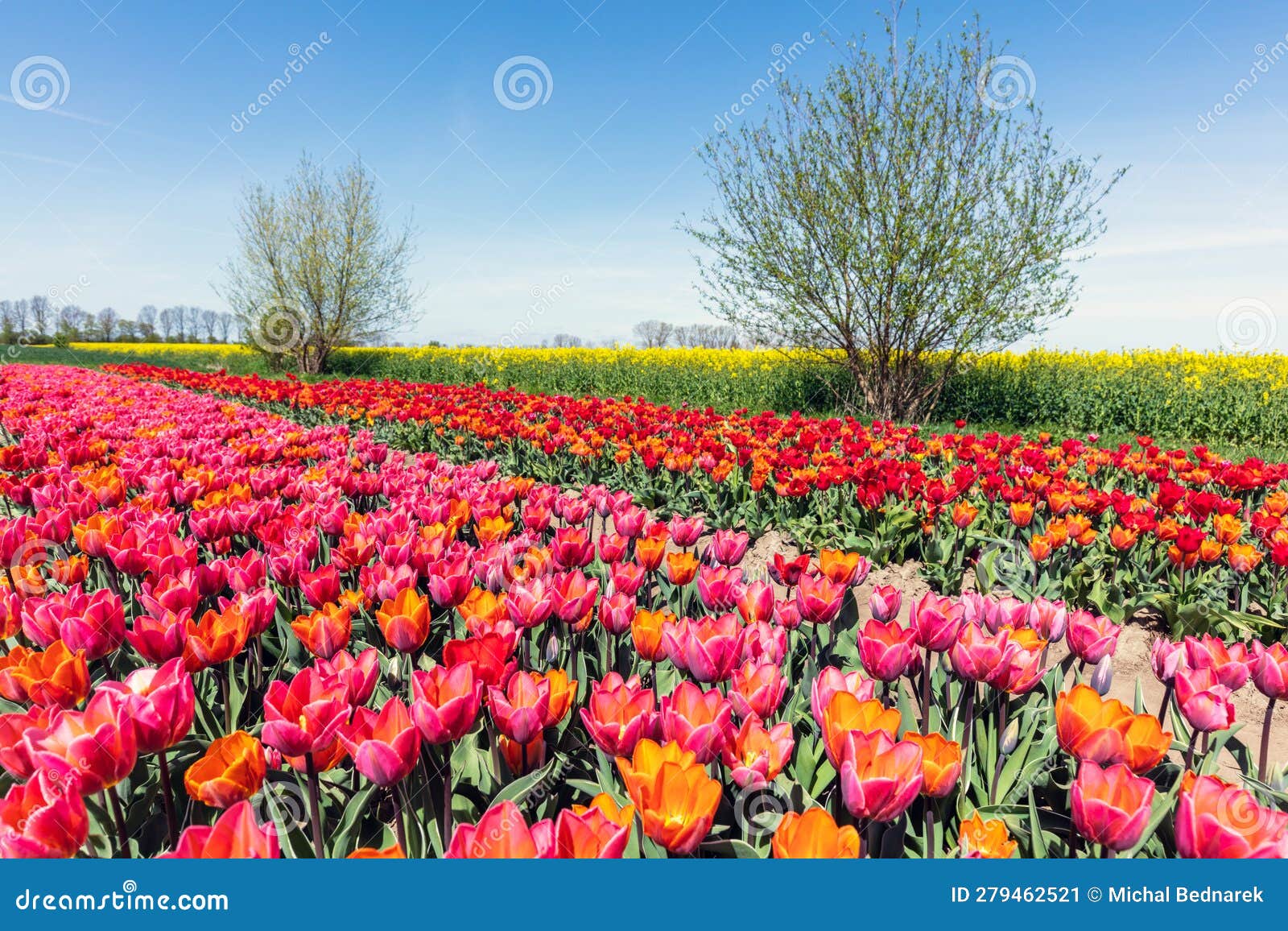 Tulip Flowers Field in Spring. Stock Image - Image of nature, vibrant: 279462521