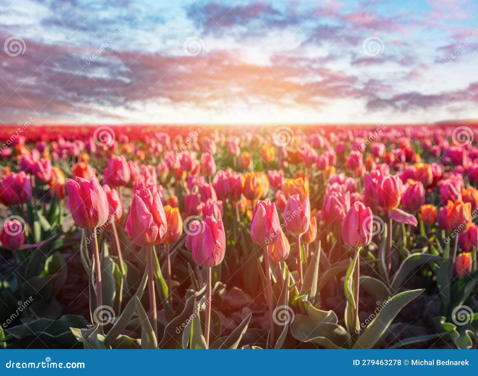 Tulip Flowers Field at Sunset in Spring Stock Photo - Image of ...