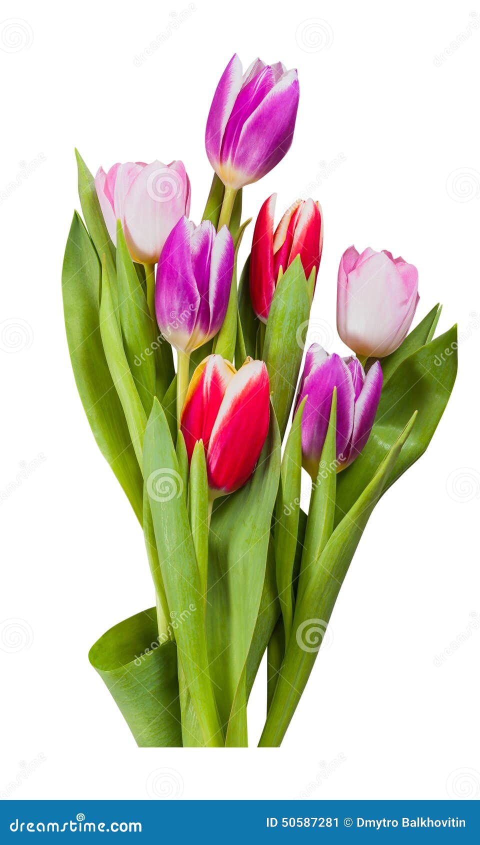 Tulip flowers isolated stock image. Image of perfume - 50587281