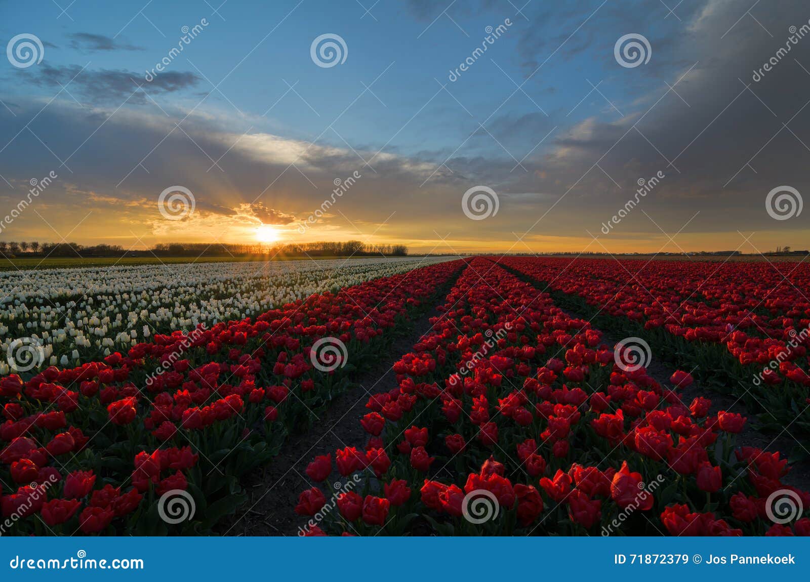 Tulip Flowers in the Netherlands Stock Image - Image of color, colorful ...