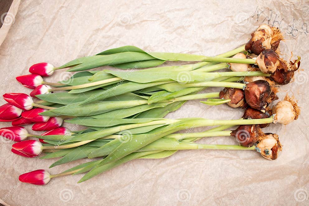 Tulip Flowers with Root Bulbs Stock Image - Image of cultivation, tulip ...