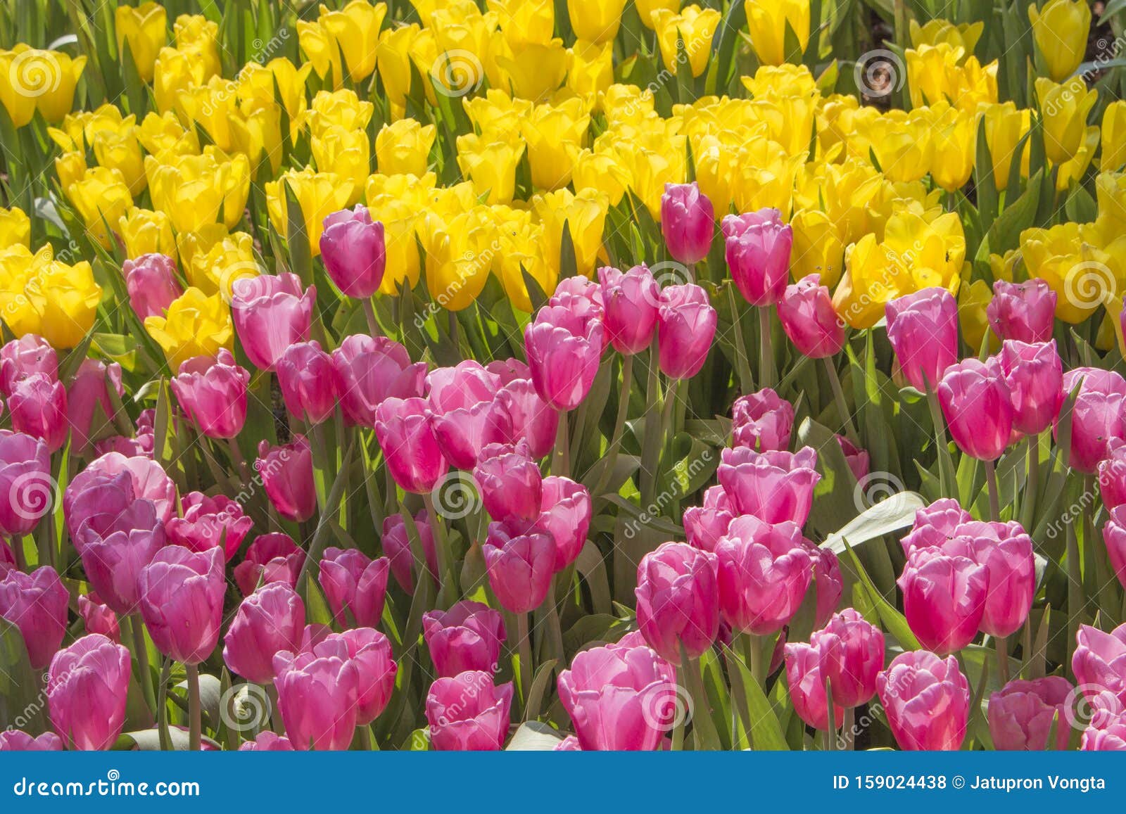 Tulip Flowers in Spring Blooming Blossom Scene Stock Photo - Image of ...