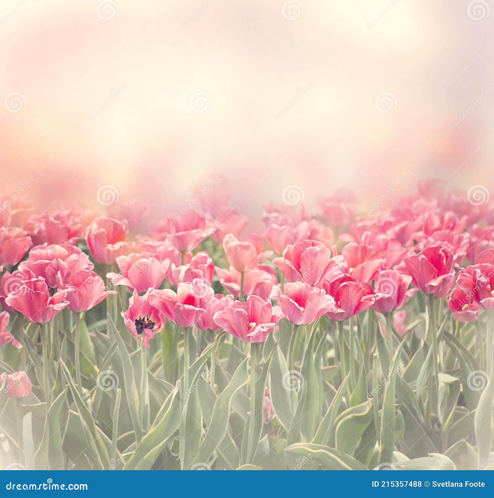 Tulip Flowers . Spring Nature Background Stock Photo - Image of yellow ...